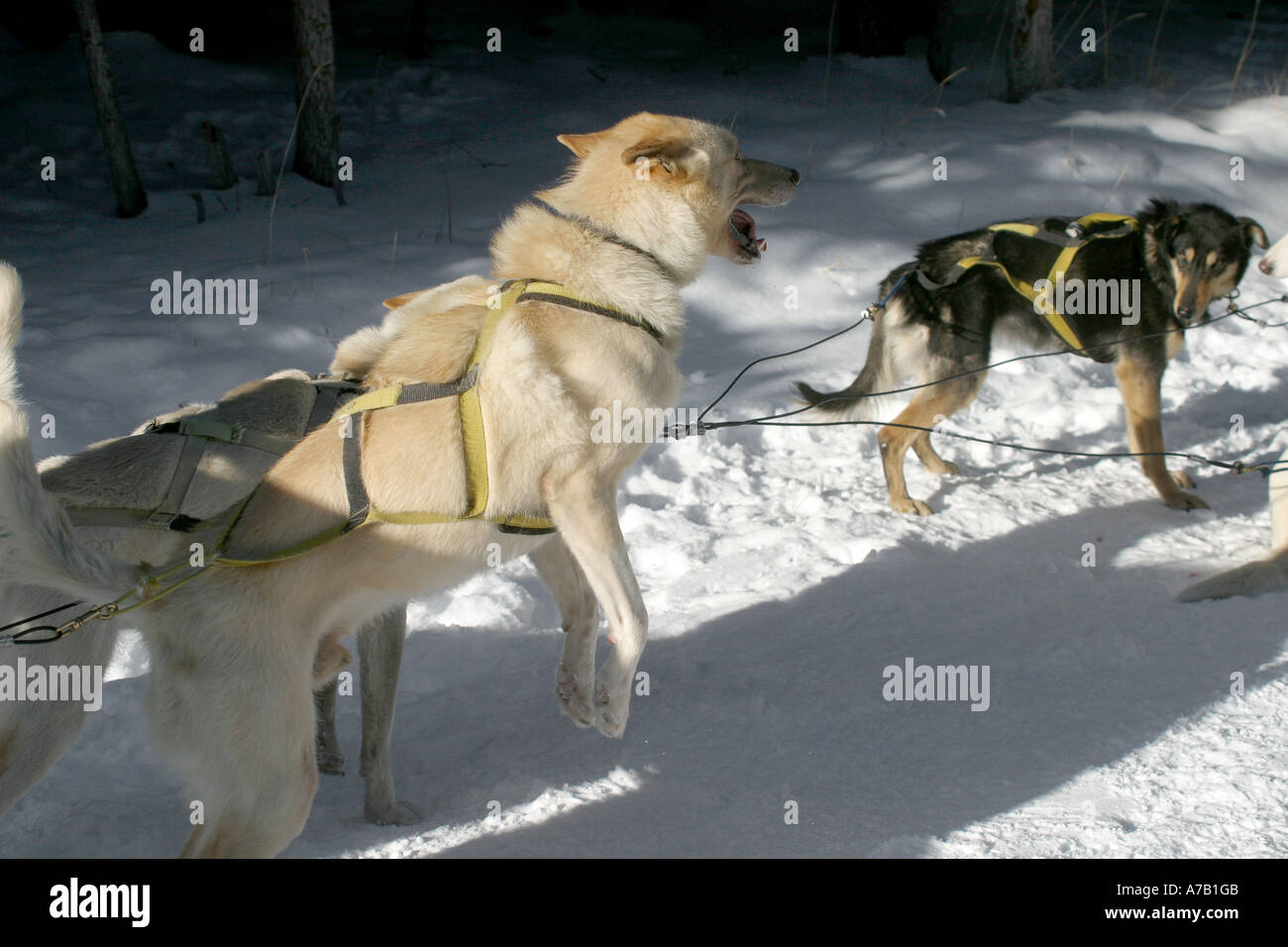 Sled dog sled sleigh skids hi-res stock photography and images - Alamy