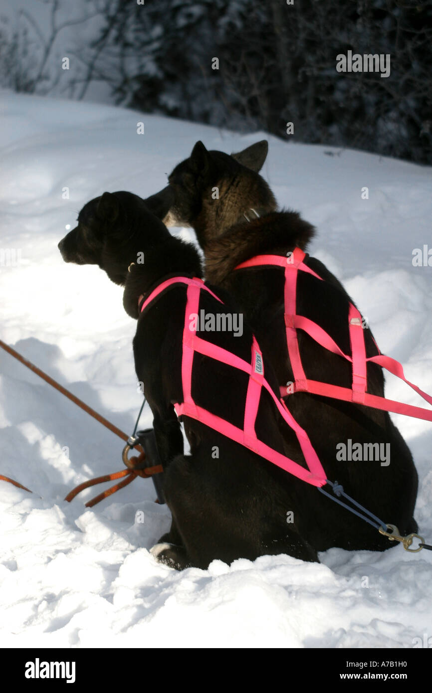 Sled dog sled sleigh skids hi-res stock photography and images - Alamy