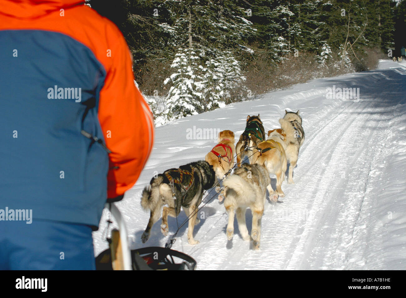 Sled dog sled sleigh skids hi-res stock photography and images - Alamy