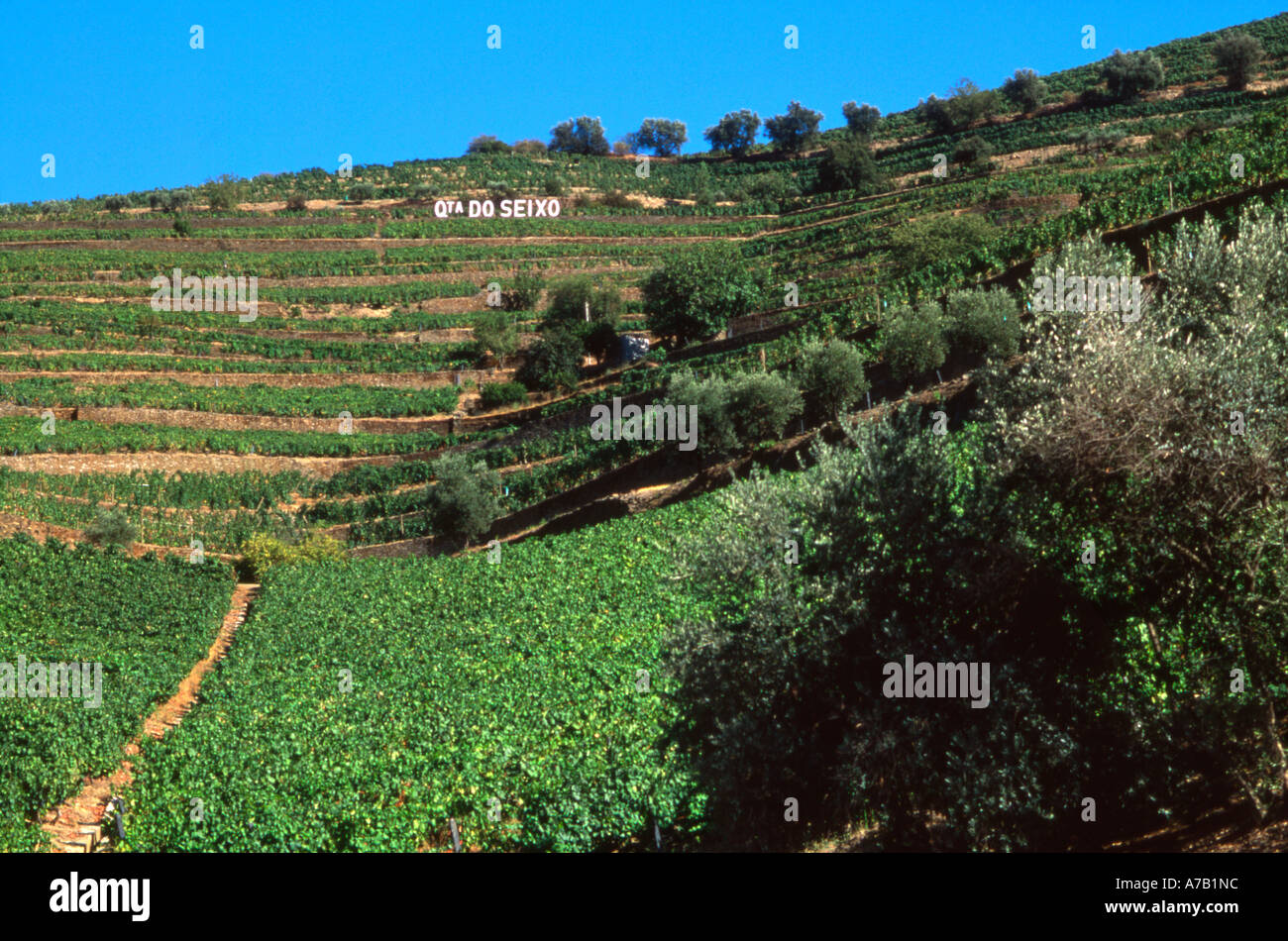 PORT WINE VINEYARDS UPPER DOURO VALLEY, PORTUGAL Stock Photo - Alamy
