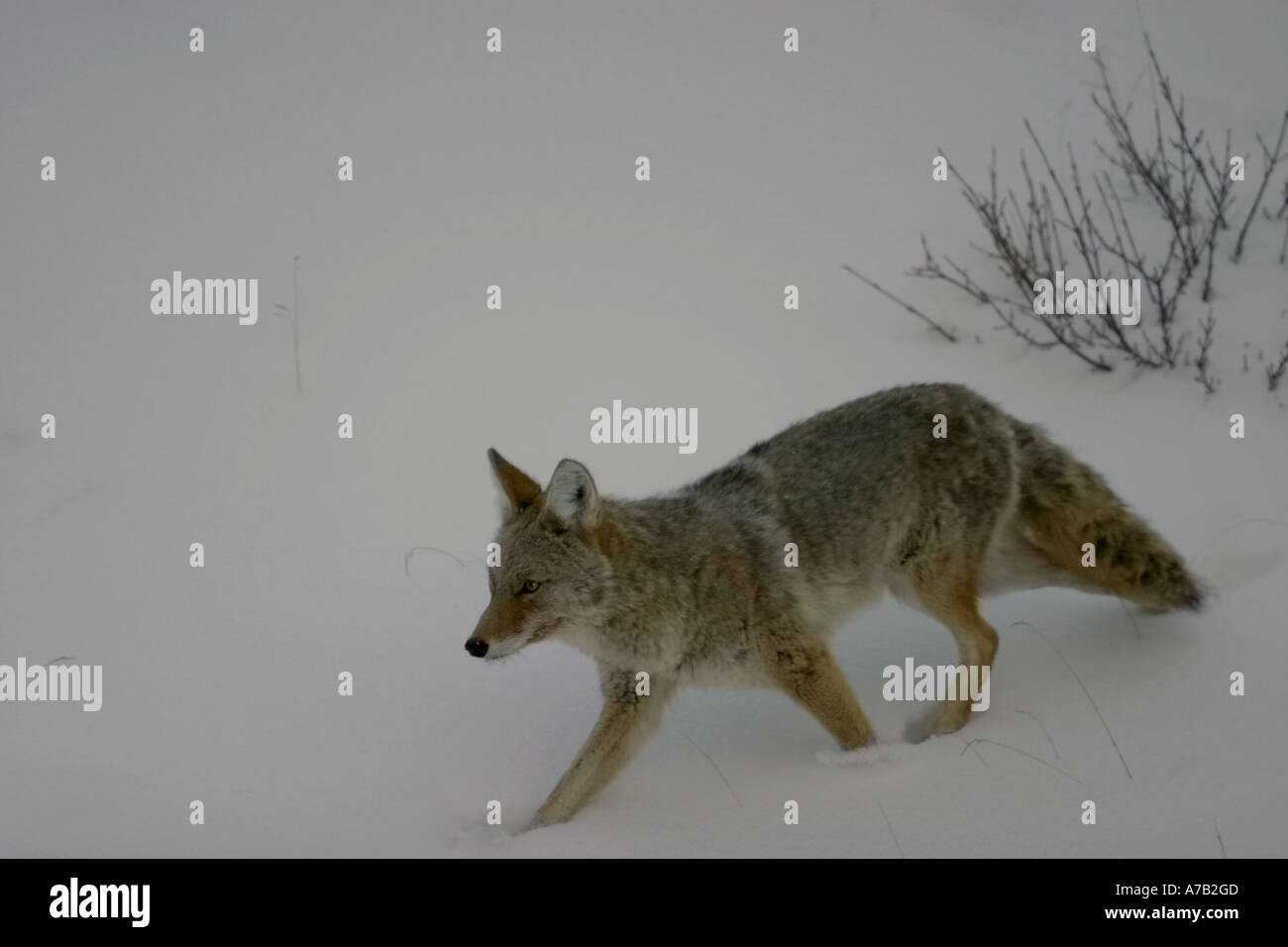 Wildlife of North America, Coyote canis latrans Stock Photo - Alamy
