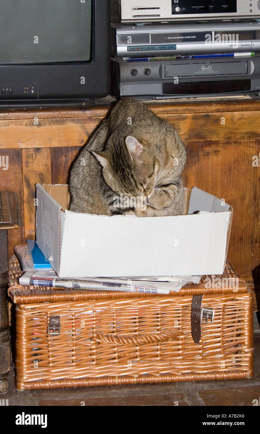 Tabby Tom Cat in cardboard box Stock Photo - Alamy