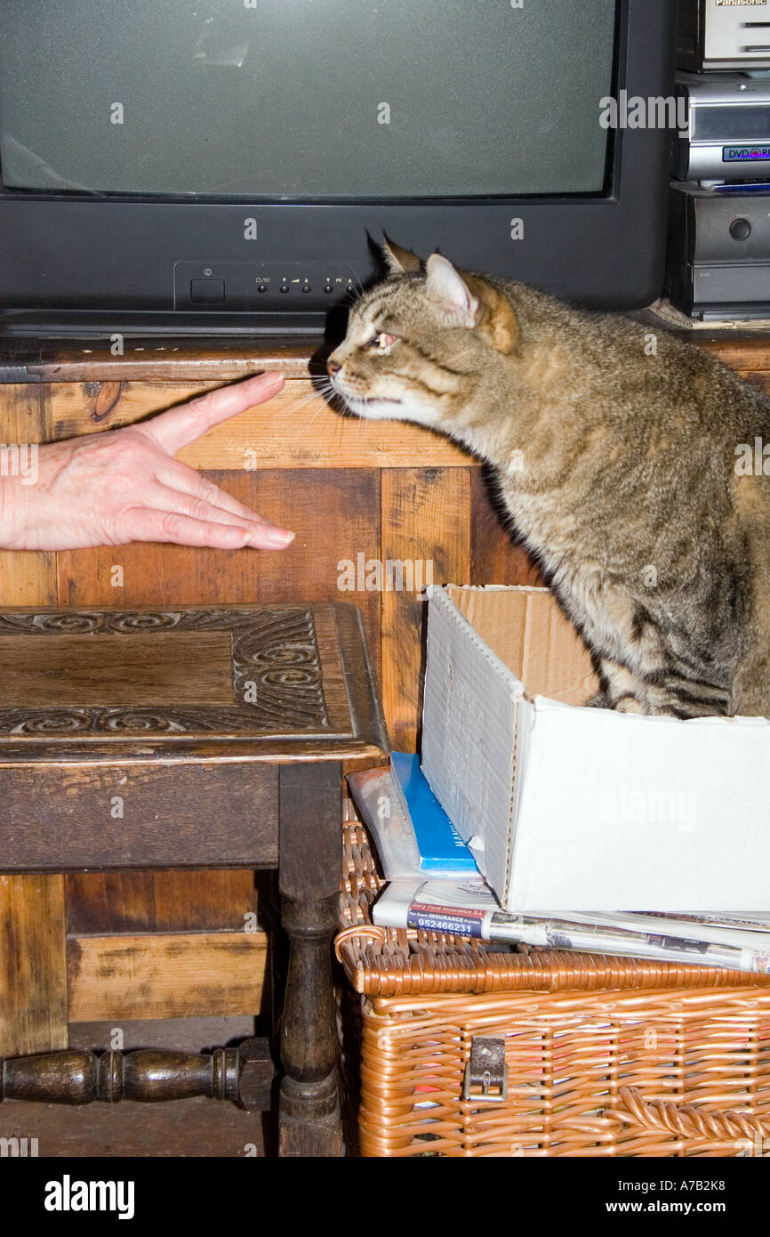 Tabby Tom Cat in cardboard box Stock Photo - Alamy