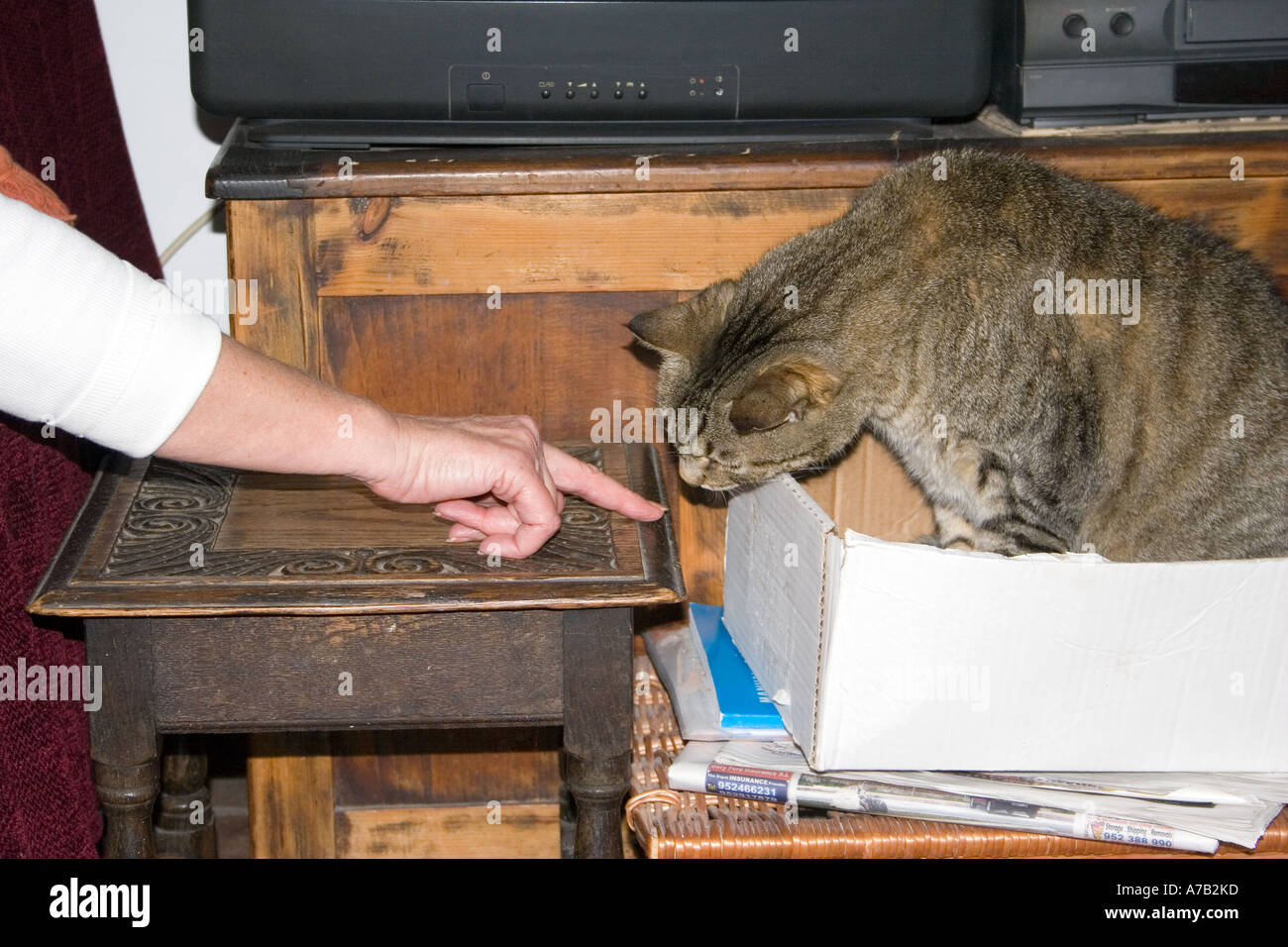 Tabby Tom Cat in cardboard box Stock Photo - Alamy