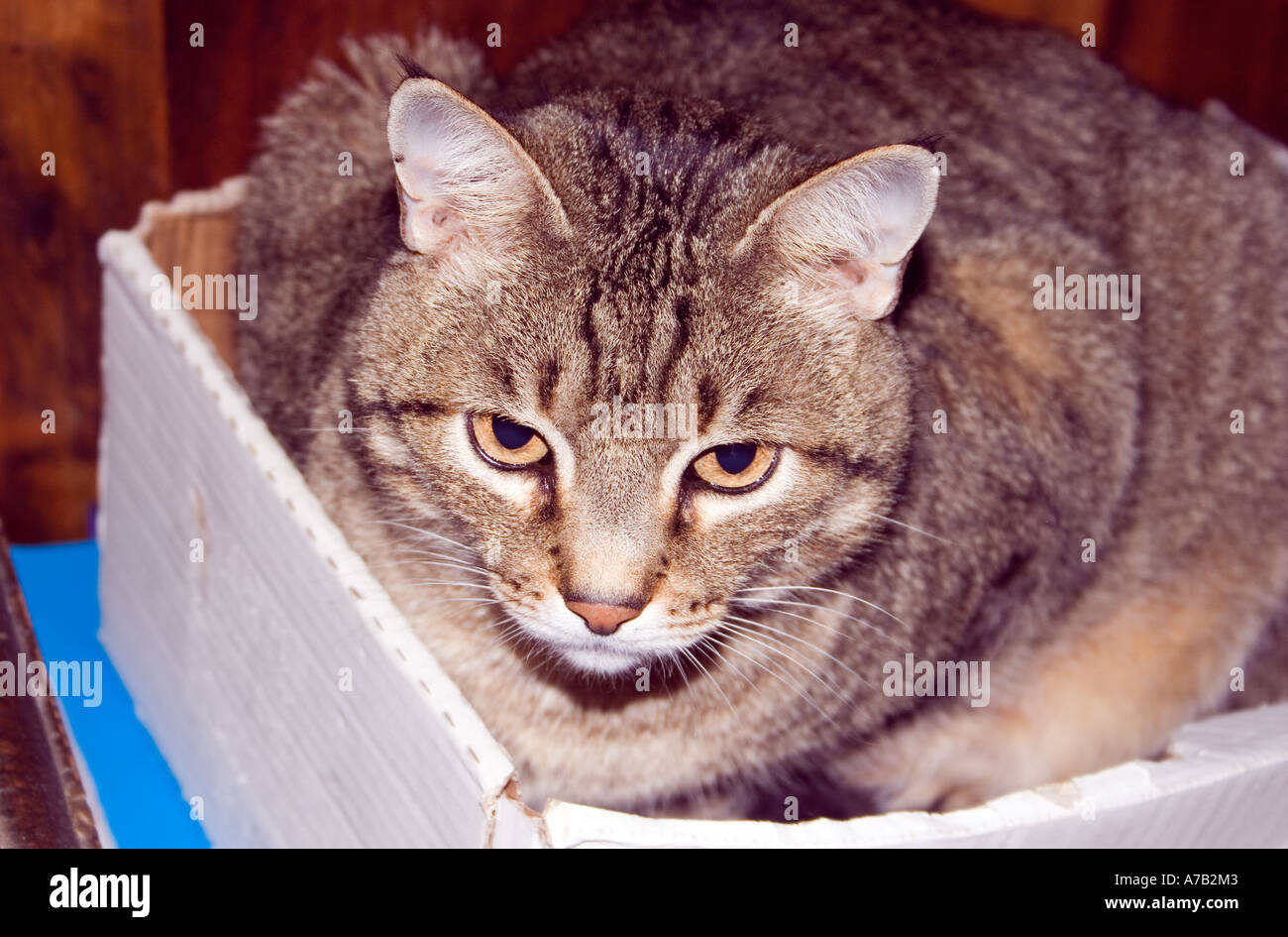 Tabby Tom Cat in cardboard box Stock Photo - Alamy