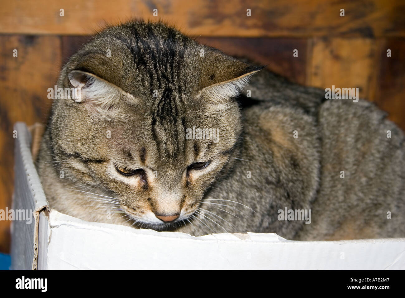 Tabby Tom Cat in cardboard box Stock Photo - Alamy