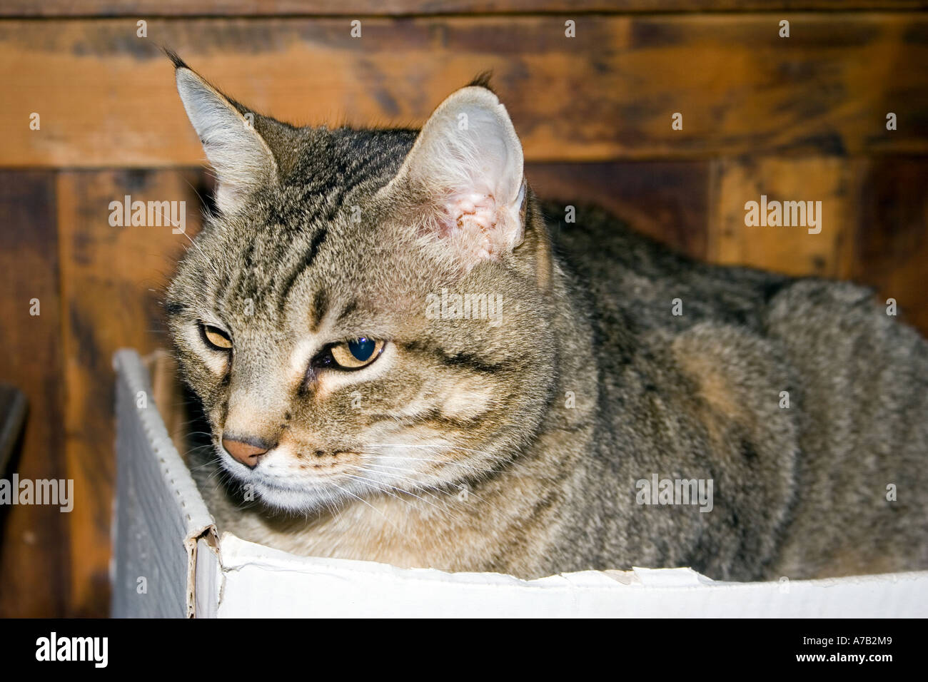 Tabby Tom Cat in cardboard box Stock Photo - Alamy