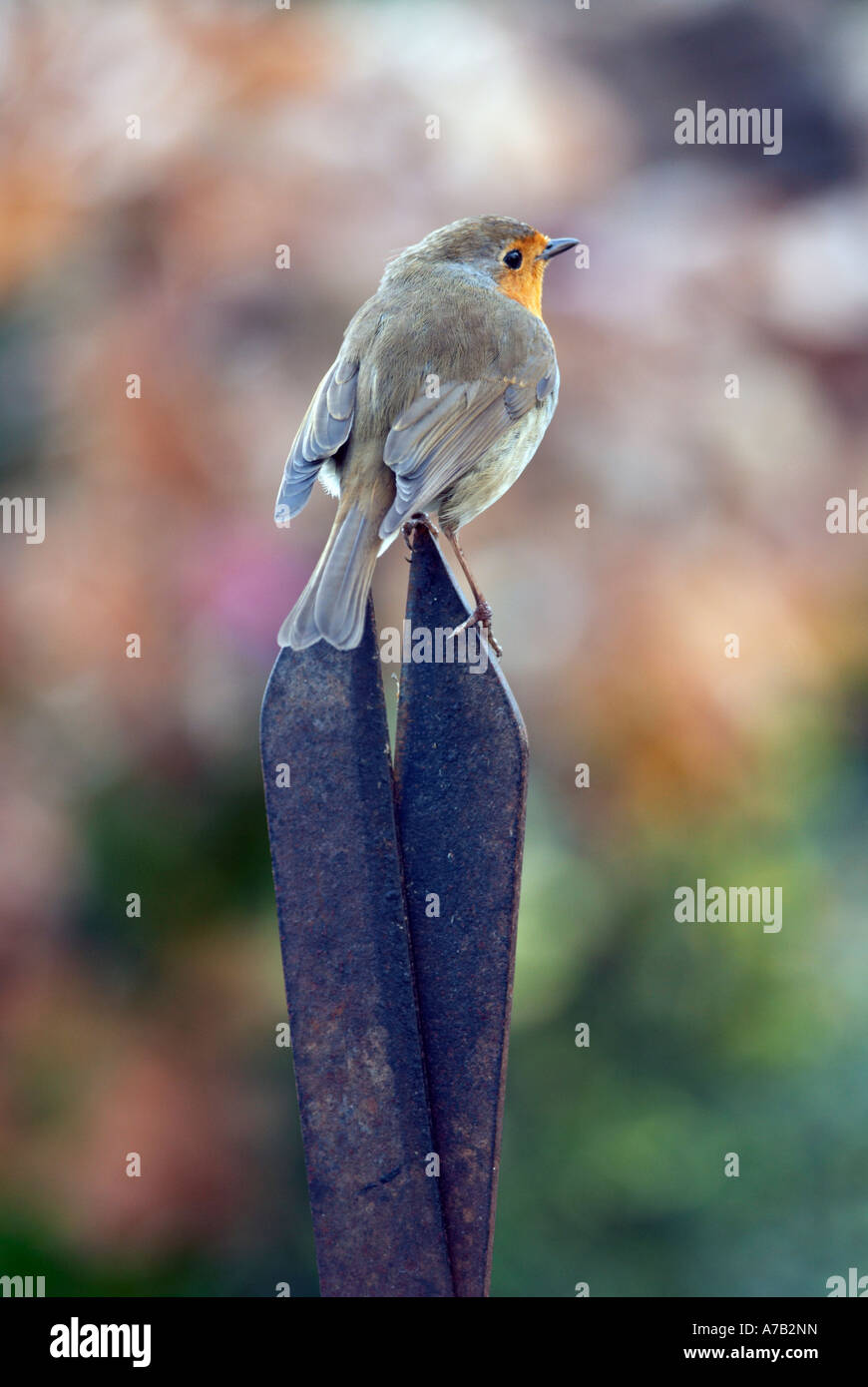 Old robin hi-res stock photography and images - Alamy
