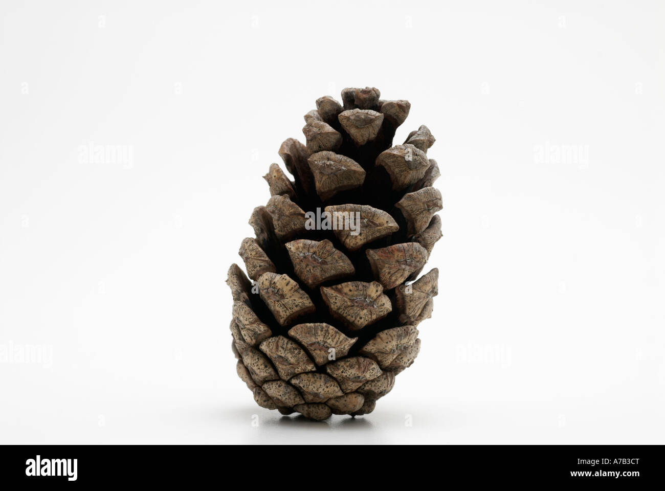 Single pine cone Stock Photo - Alamy