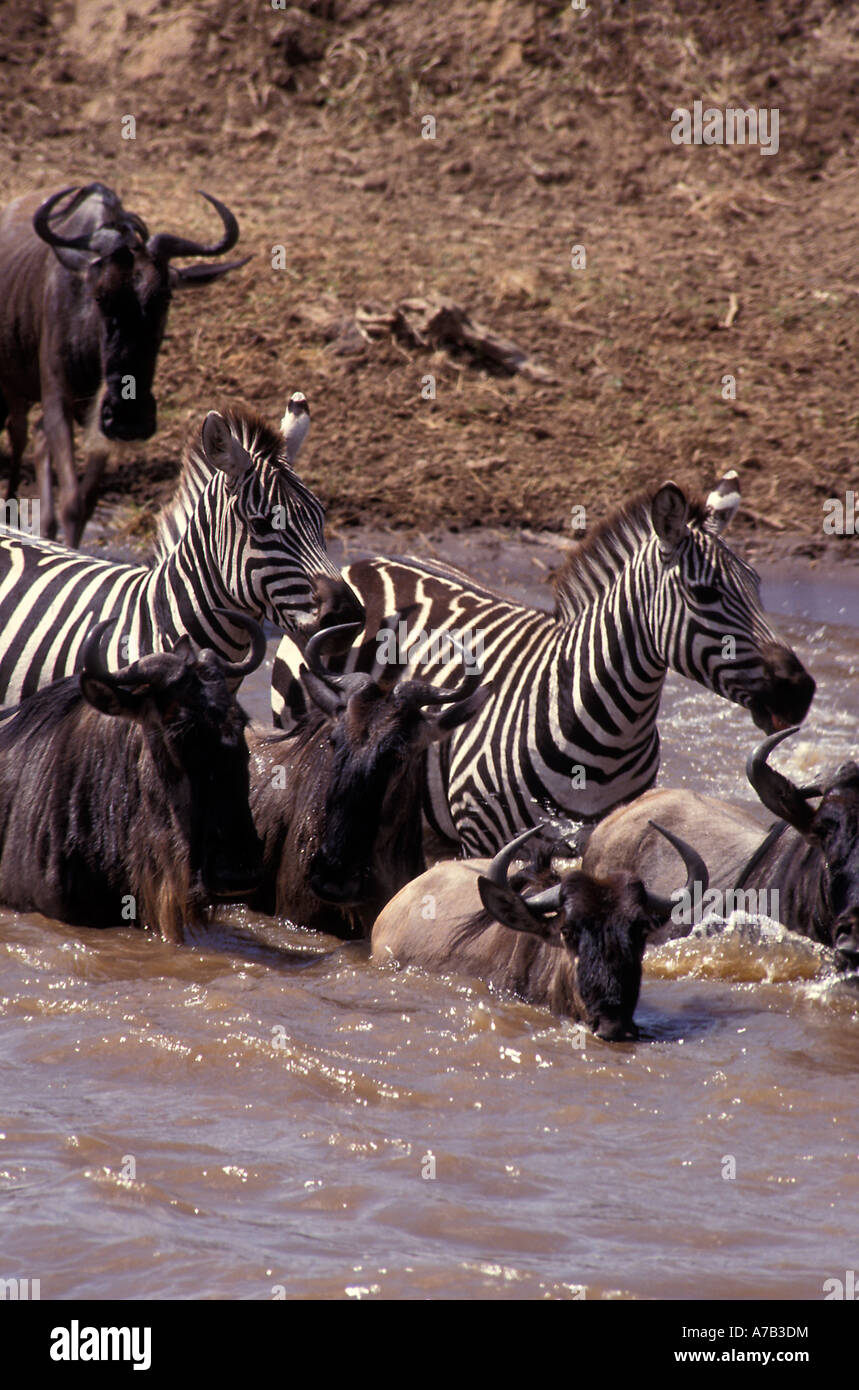 BURCHELL'S ZEBRA (Equus burchelli Stock Photo - Alamy