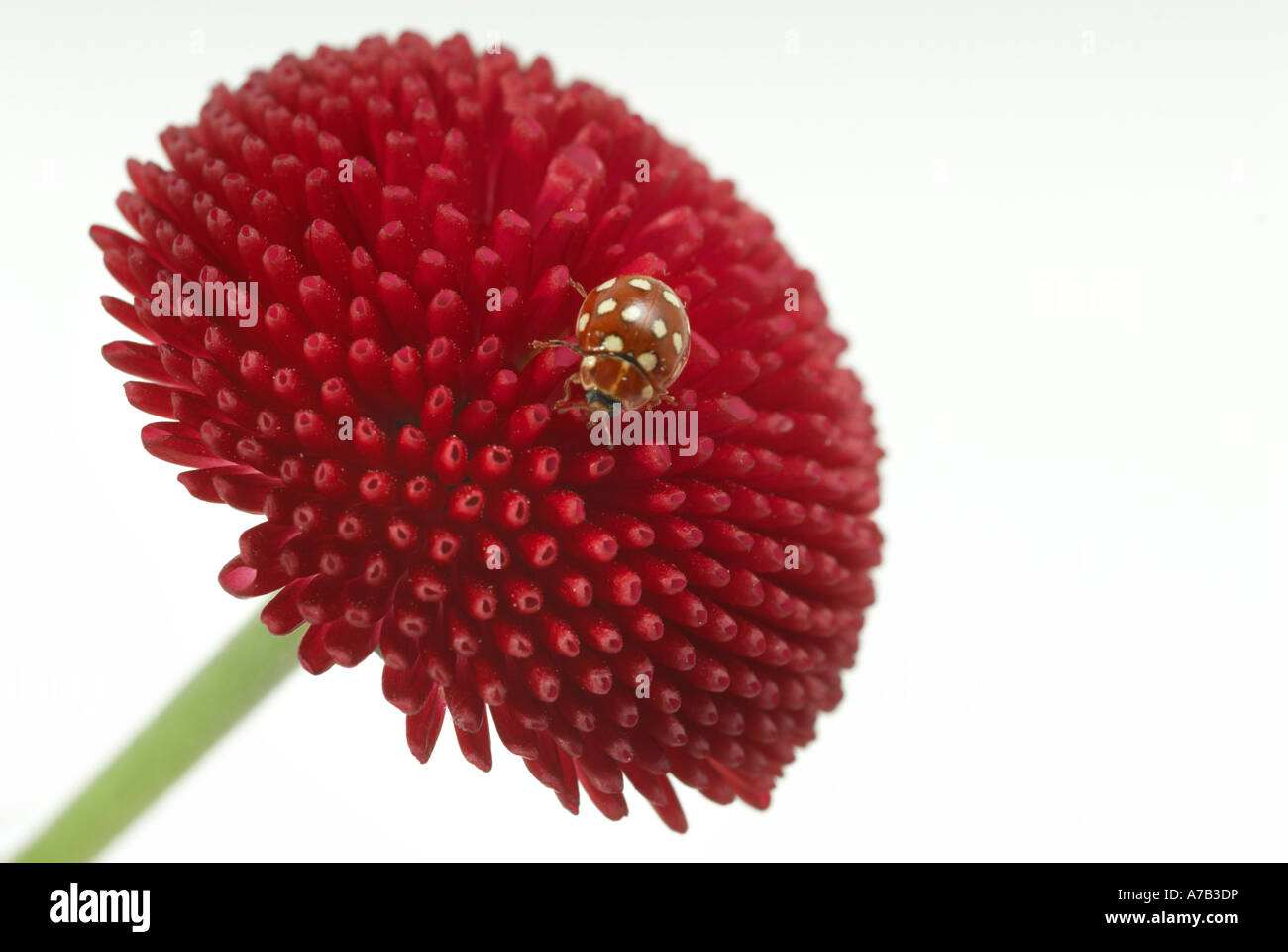 16 spot ladybird hi-res stock photography and images - Alamy