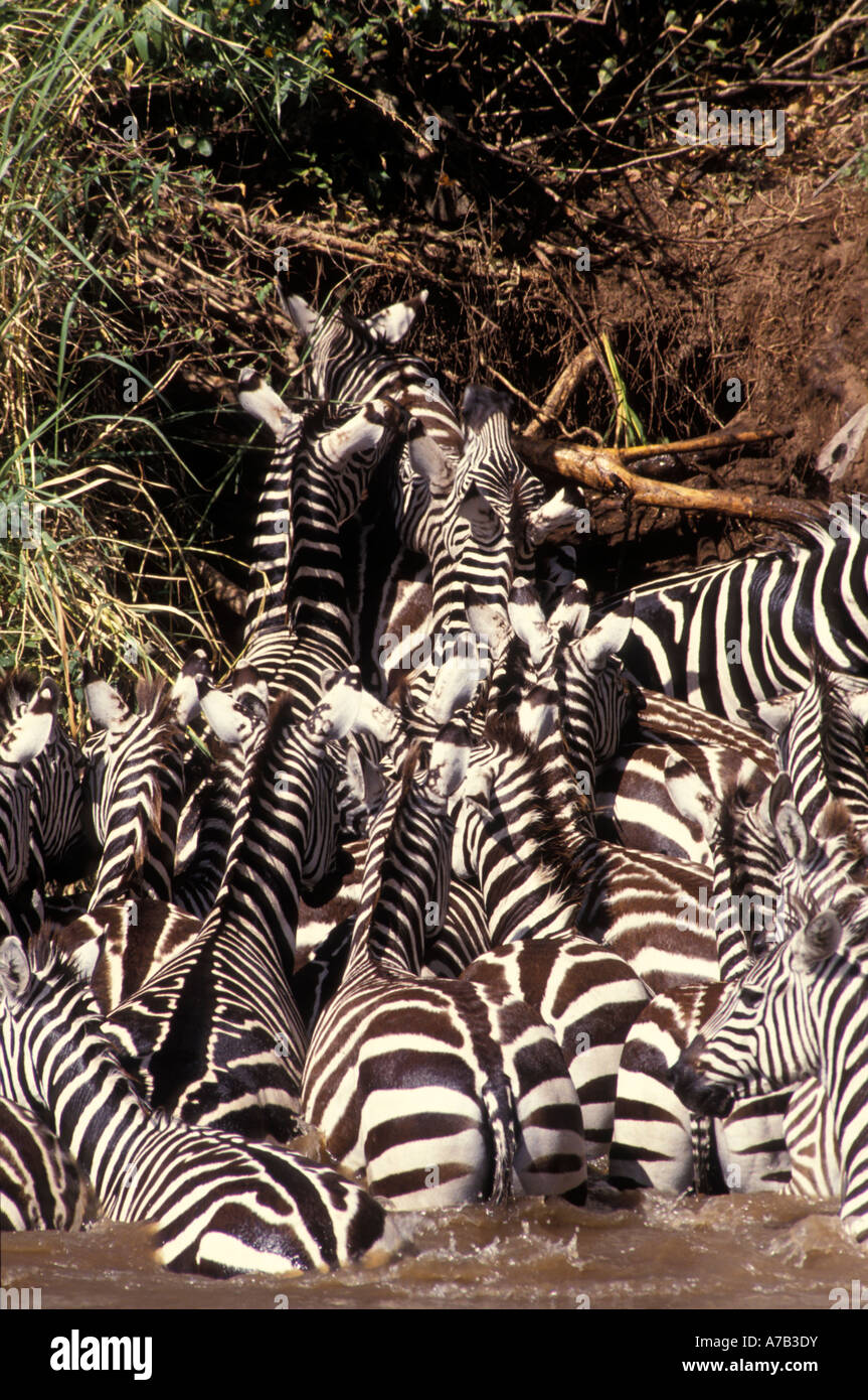 BURCHELL'S ZEBRA (Equus burchelli Stock Photo - Alamy
