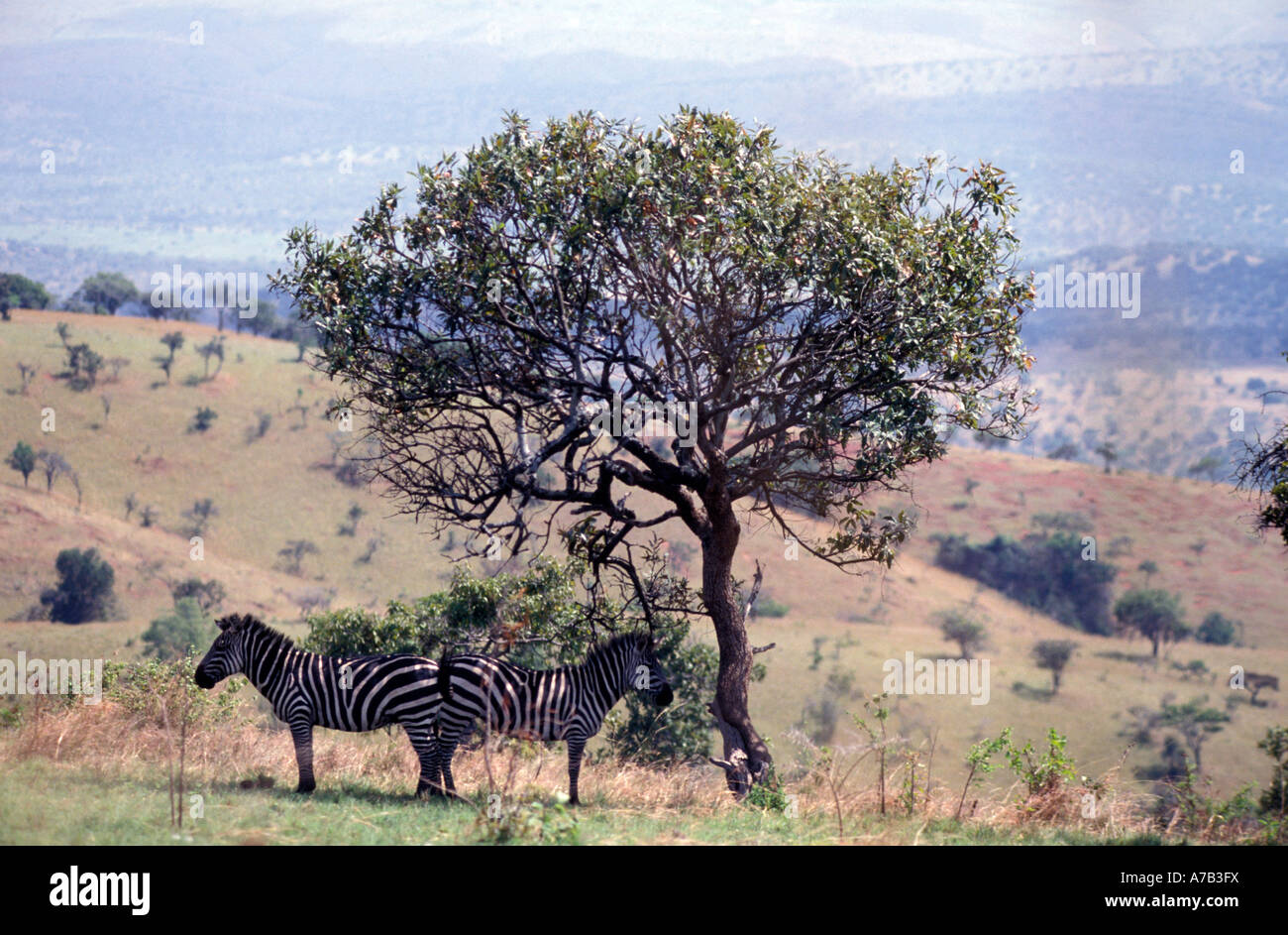 Burchelli vacation hi-res stock photography and images - Alamy