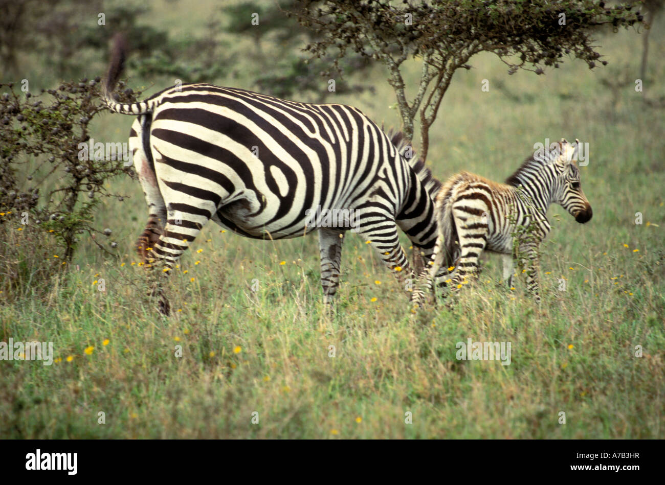 BURCHELL'S ZEBRA (Equus burchelli Stock Photo - Alamy