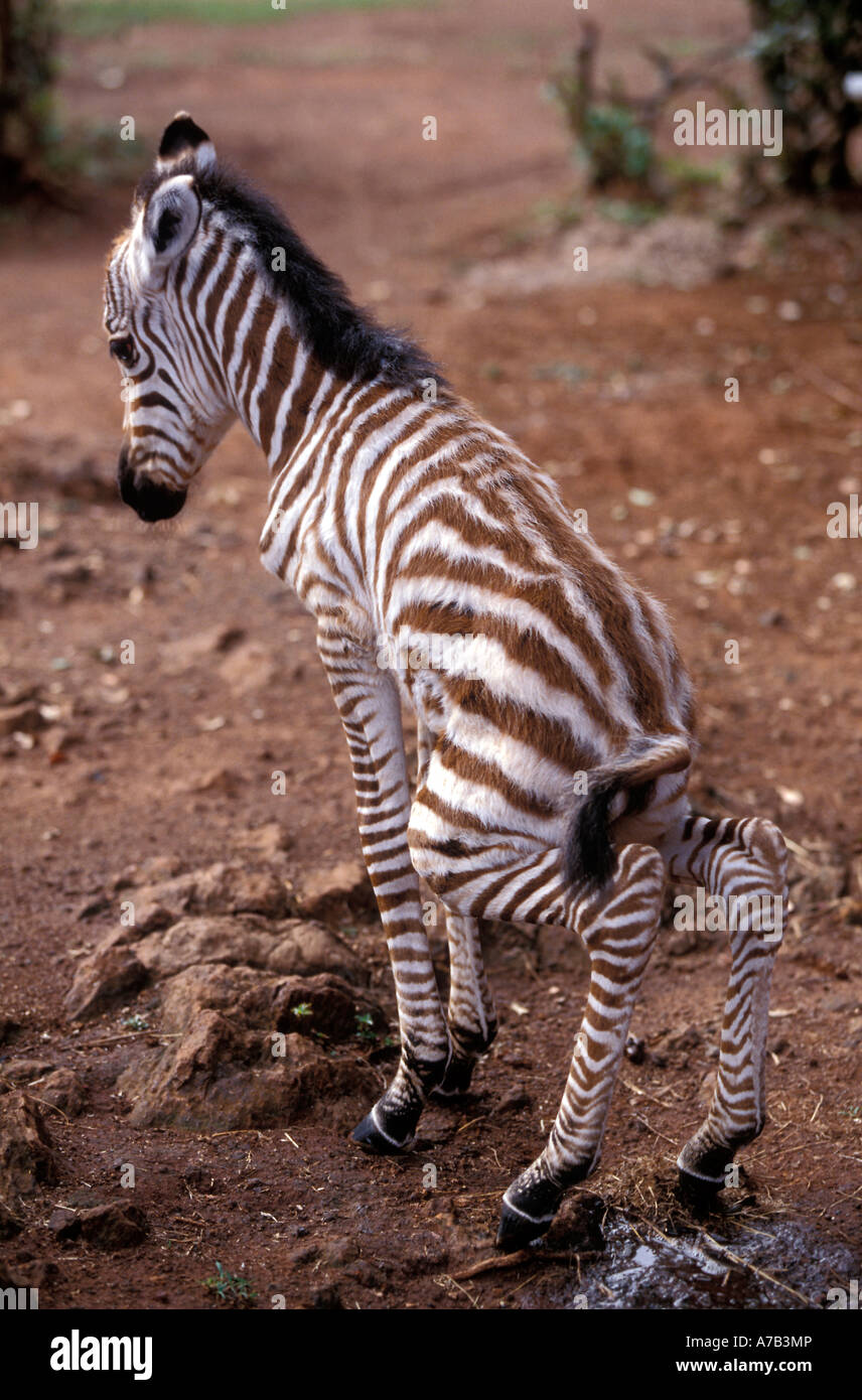 BURCHELL'S ZEBRA (Equus burchelli Stock Photo - Alamy