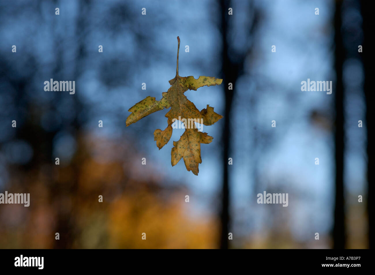 autumn leaf flying through evening forest. (c) by uli nusko, ch-3012 ...