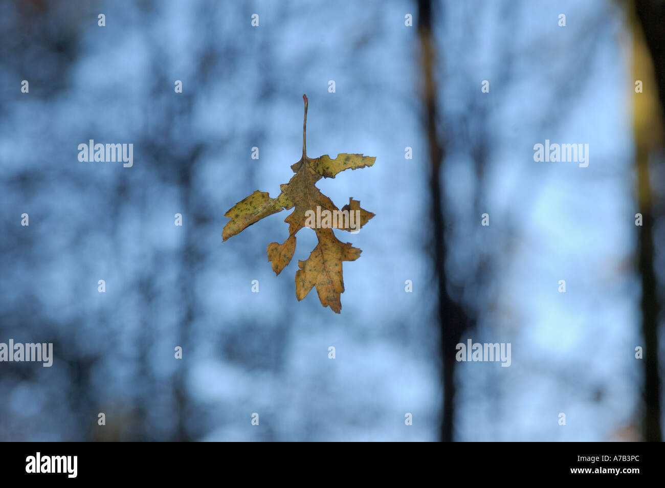 autumn leaf flying through evening forest. (c) by uli nusko, ch-3012 ...