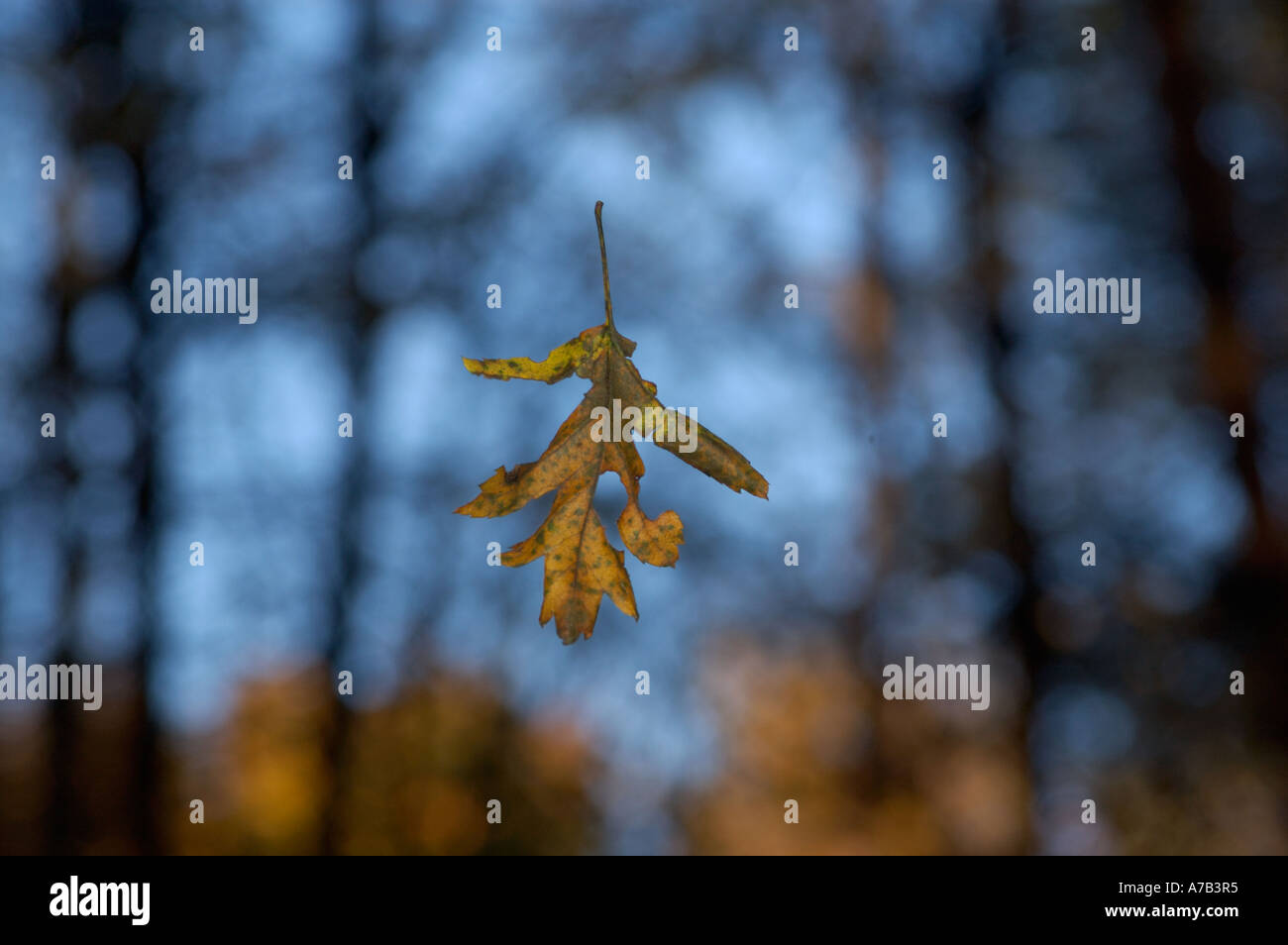 autumn leaf flying through evening forest. (c) by uli nusko, ch-3012 ...