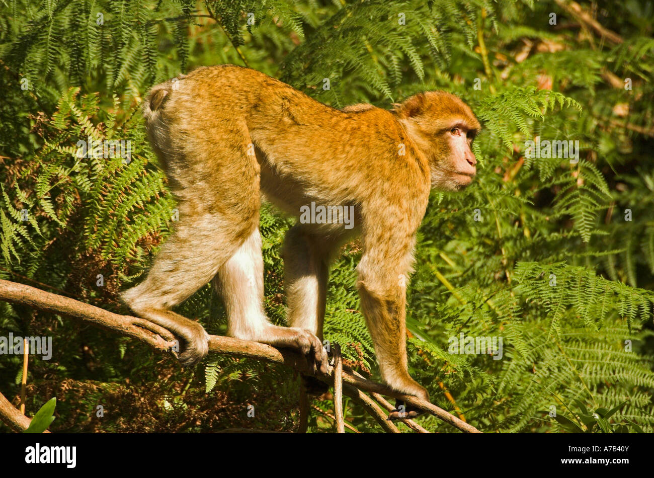 Trenham Monkey Forest Stock Photo - Alamy