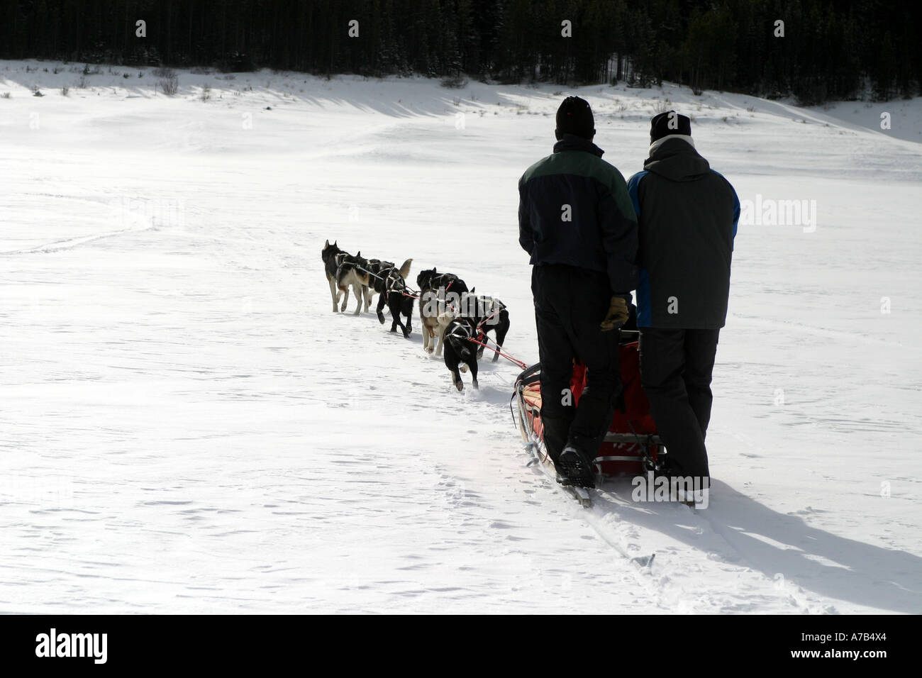 Trained sled dogs hi-res stock photography and images - Alamy