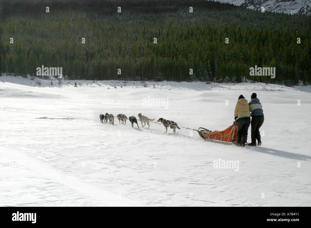 Trained sled dogs hi-res stock photography and images - Alamy