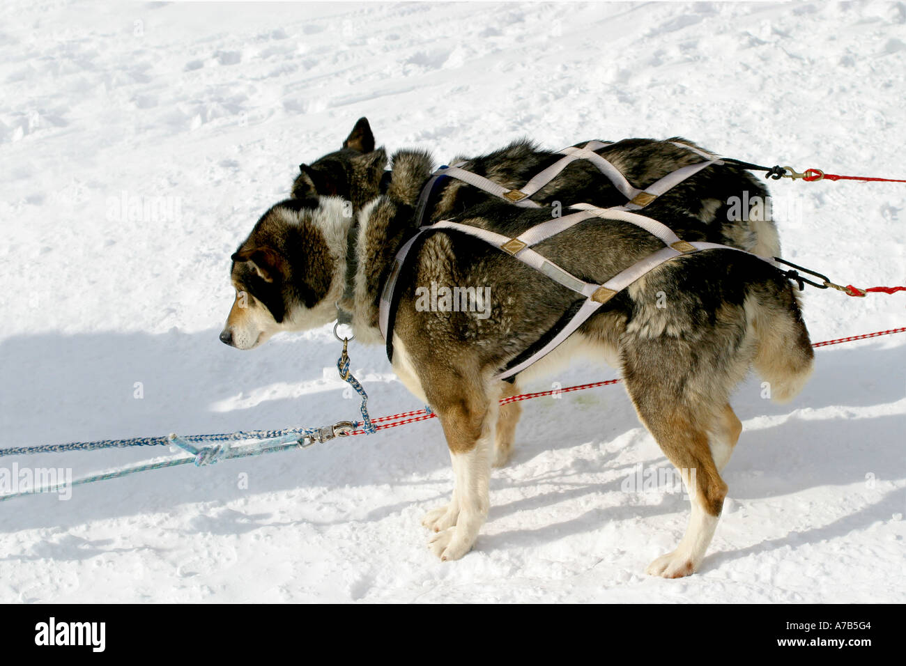 Trained sled dogs hi-res stock photography and images - Alamy