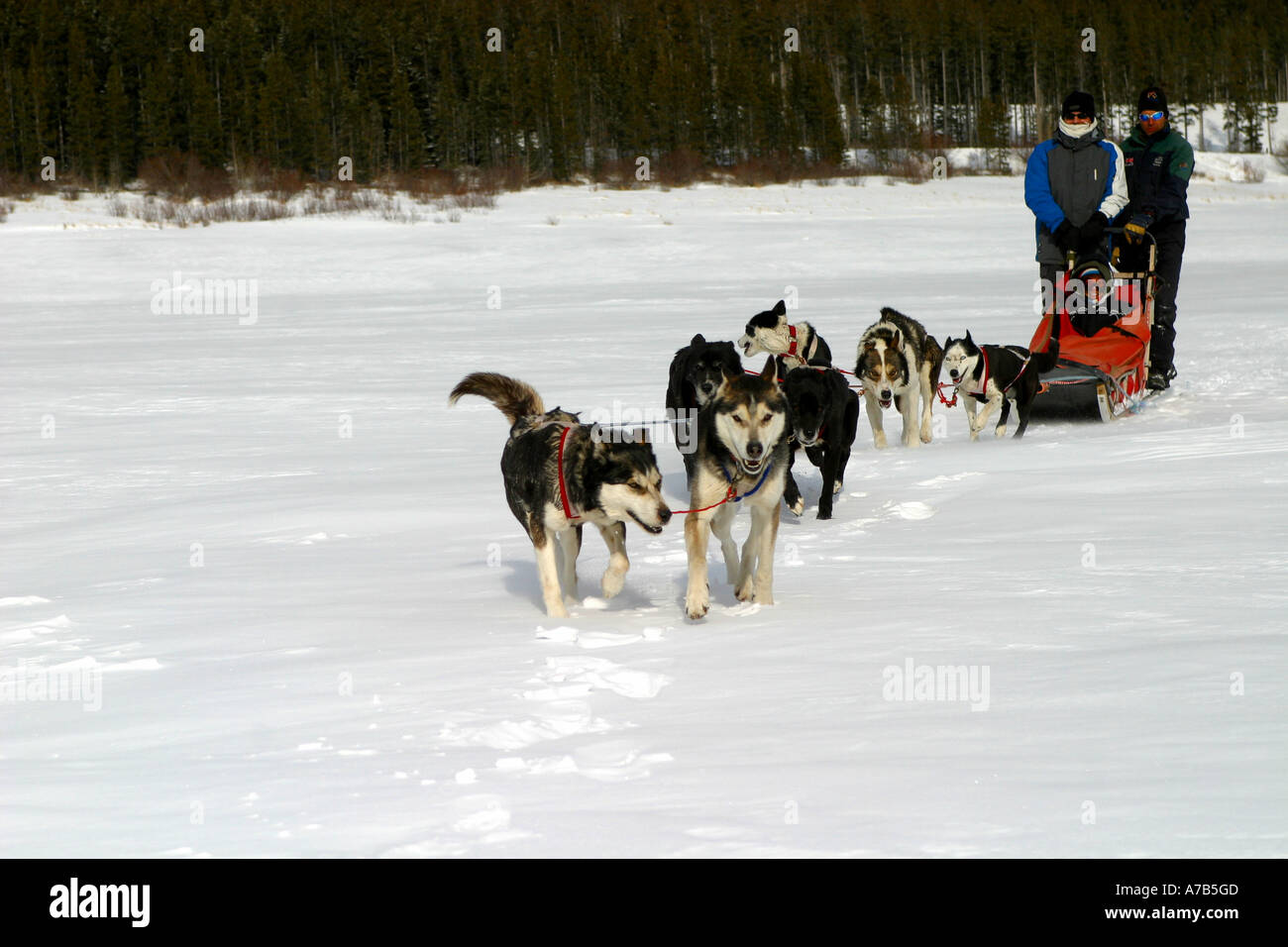 Trained sled dogs hi-res stock photography and images - Alamy