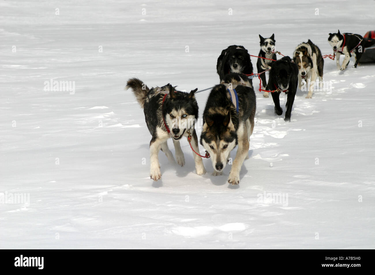 Trained sled dogs hi-res stock photography and images - Alamy
