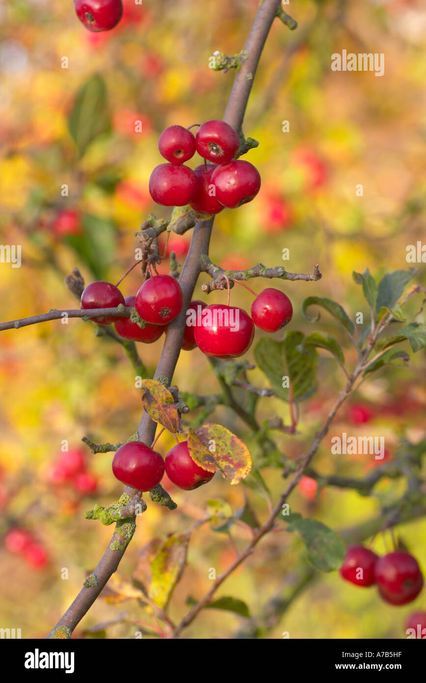 Malus Red Sentinel Stock Photo - Alamy