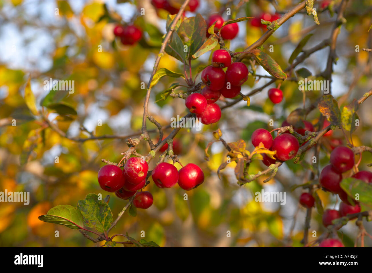 Malus Red Sentinel Stock Photo - Alamy