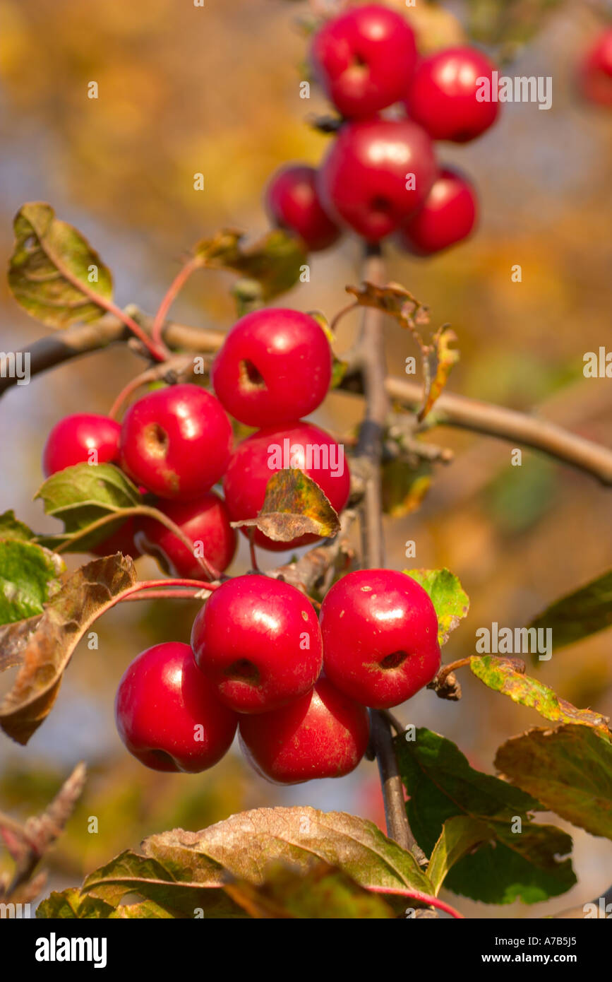 Malus red sentinel hi-res stock photography and images - Alamy
