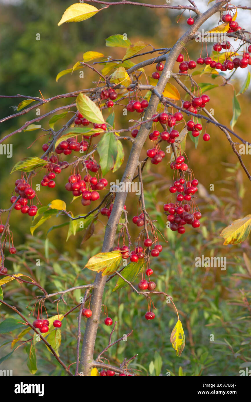Sun rival crab apples hi-res stock photography and images - Alamy