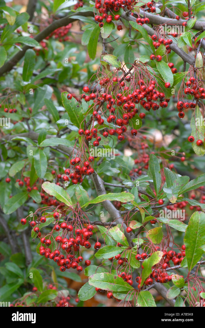 Pyracanthas hi-res stock photography and images - Alamy