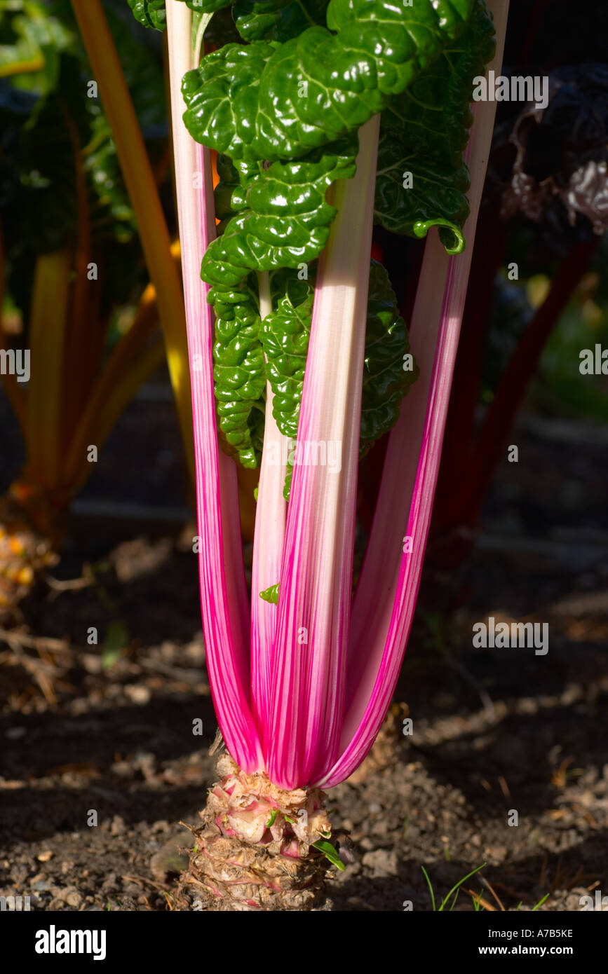 Chard greens hi-res stock photography and images - Alamy