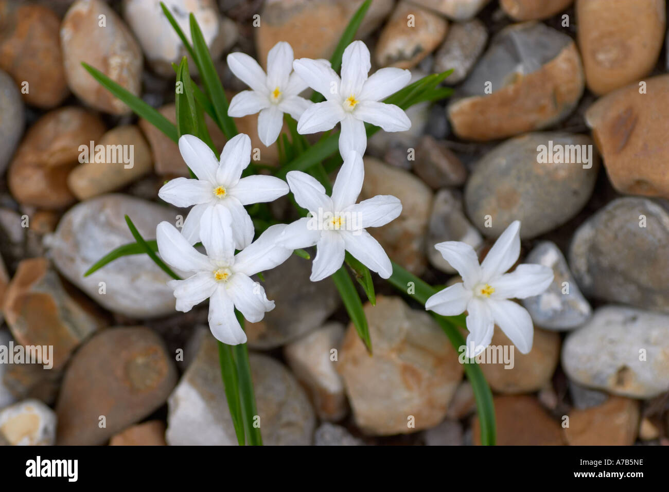 Chionodoxa luciliae Alba Stock Photo - Alamy