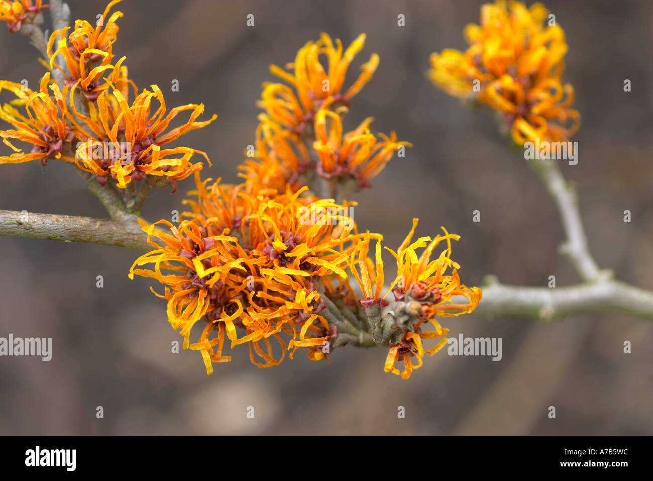 Jelena Hamamelis Intermedia High Resolution Stock Photography and ...