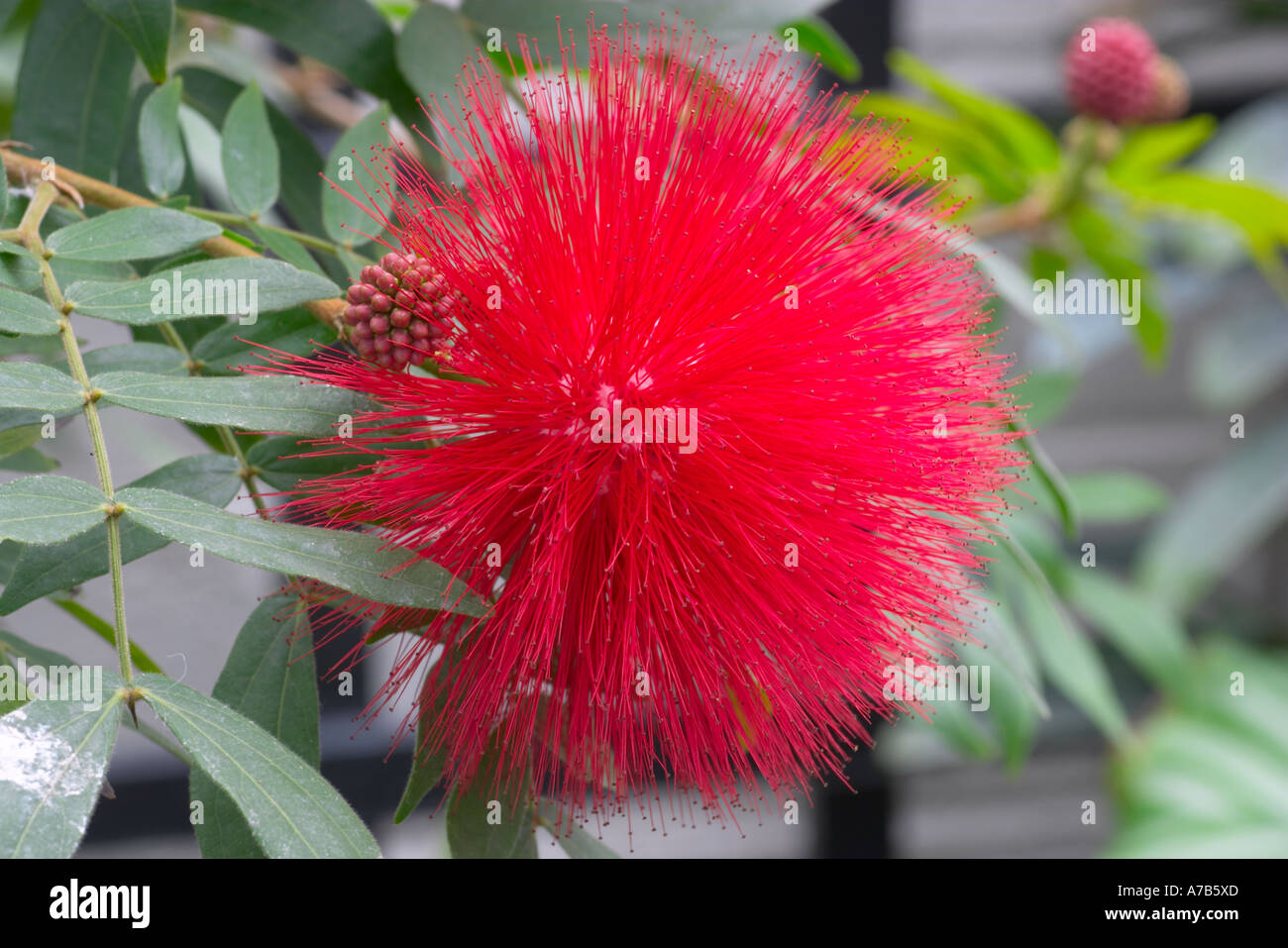 Powder Puff Bush Stock Photos & Powder Puff Bush Stock Images - Alamy