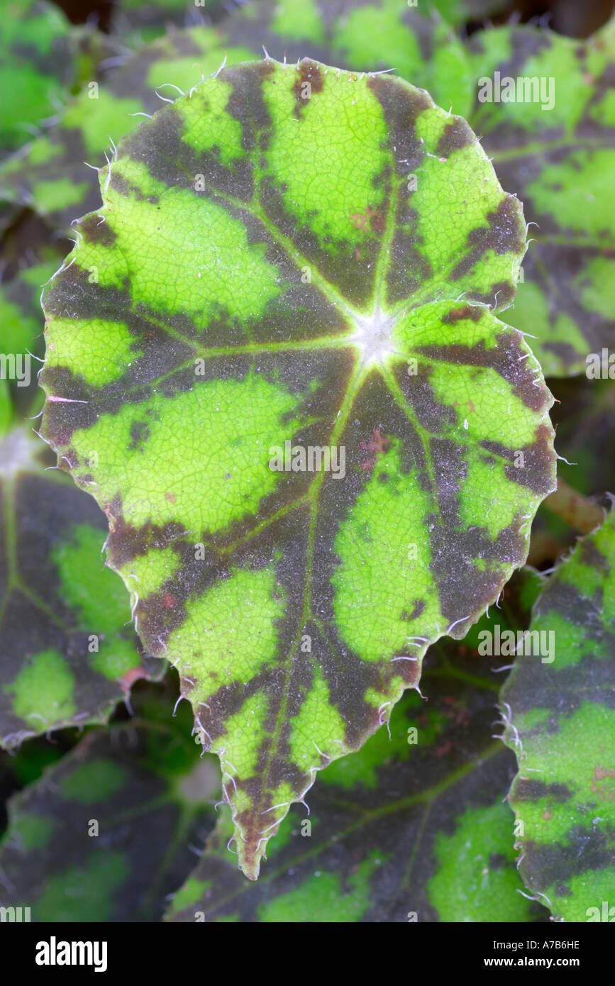 Begonia Tiger Paws Stock Photo - Alamy
