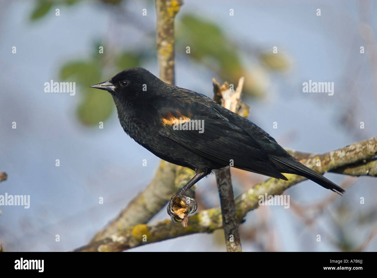 Male red-winged blackbird in profile, Ladner, BC Stock Photo - Alamy