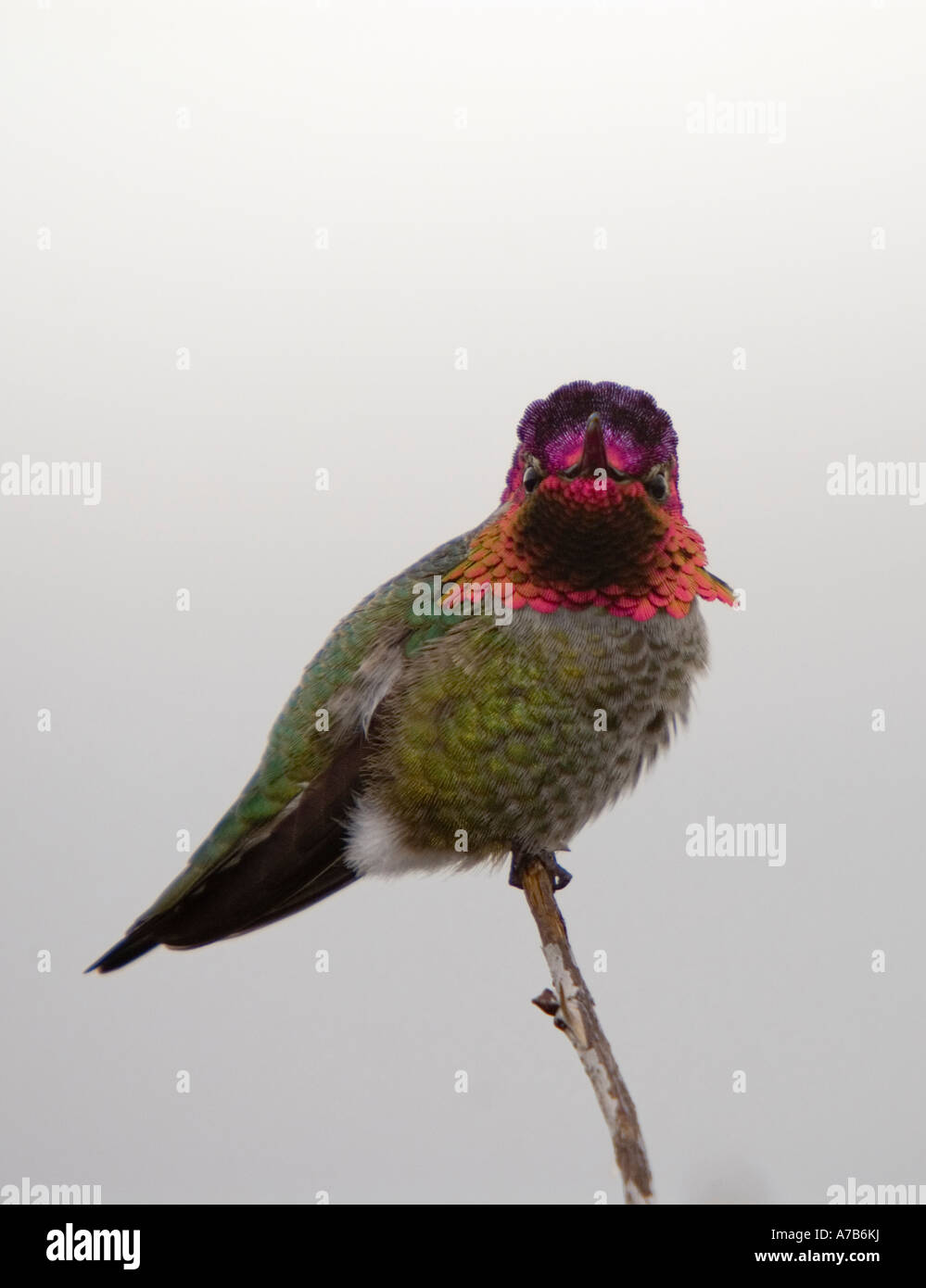 Bc hummingbird hi-res stock photography and images - Alamy