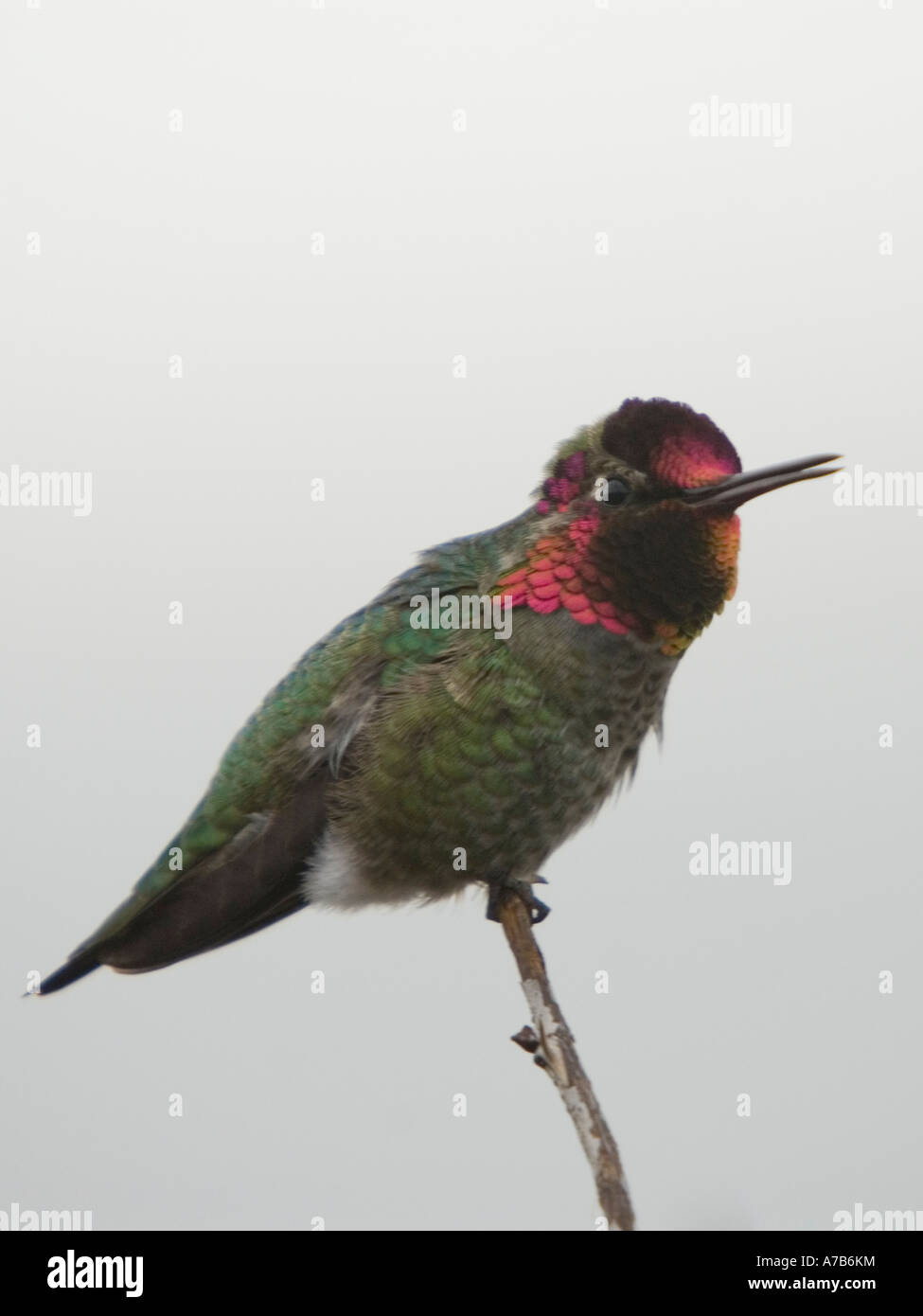 Anna's hummingbird, Victoria, BC Stock Photo - Alamy