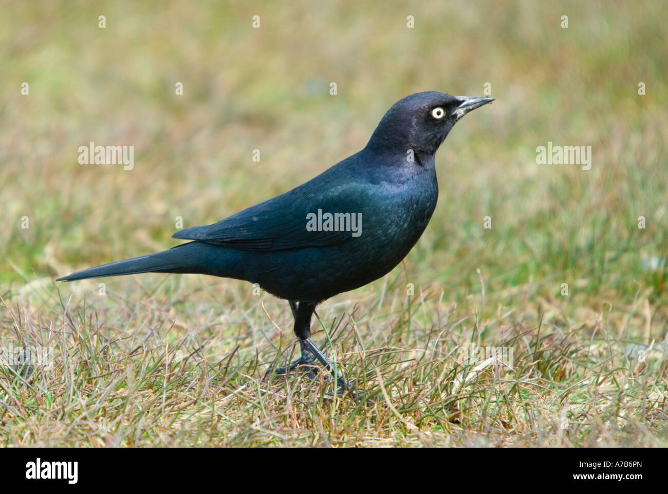 Brewer blackbird hi-res stock photography and images - Alamy
