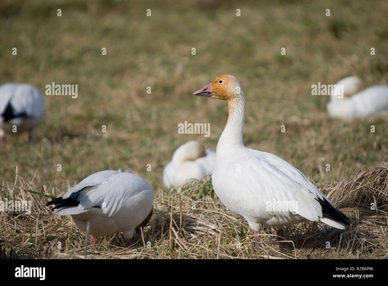 Lesser snow geese, Ladner, British Columbia Stock Photo - Alamy
