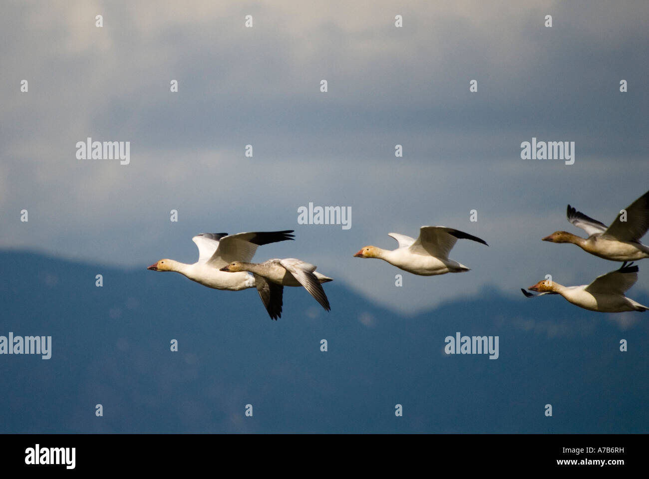 Lesser snow geese, Ladner, British Columbia Stock Photo - Alamy