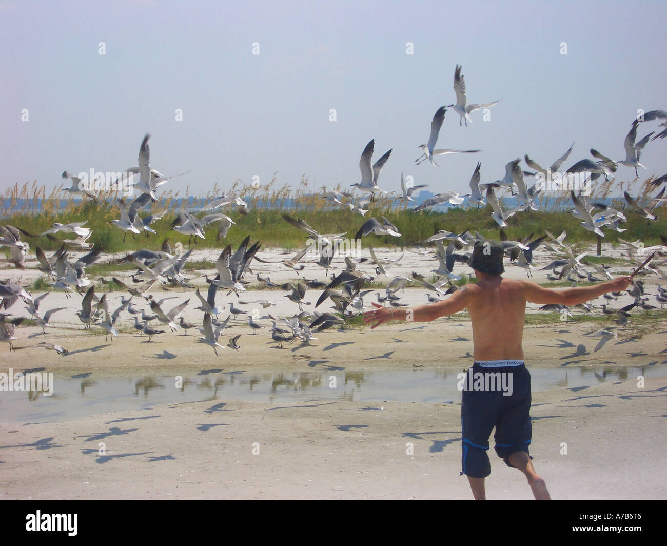 Man chasing birds on beach Stock Photo - Alamy