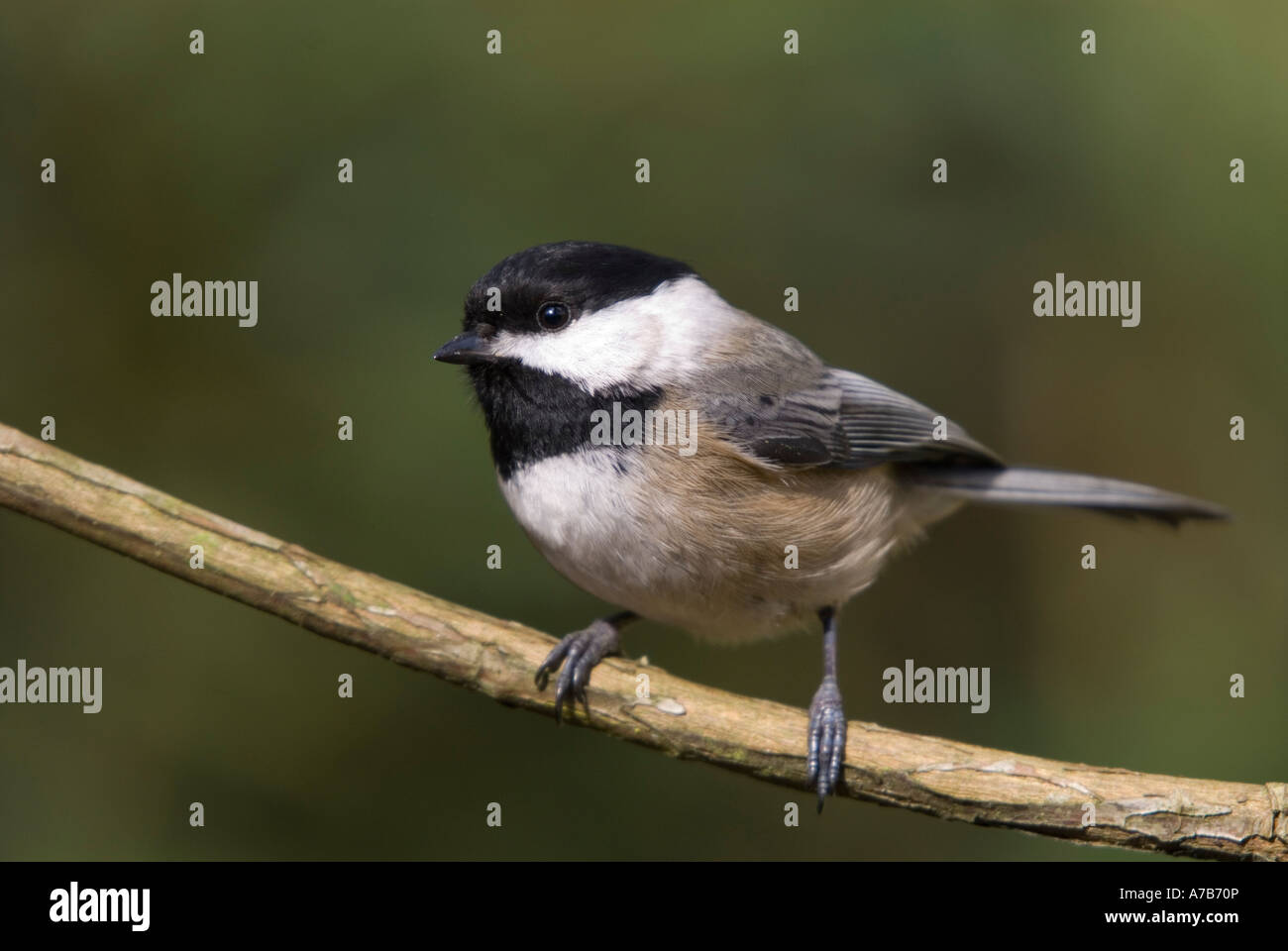 Black-capped chickadee, Vancouver, BC Stock Photo - Alamy