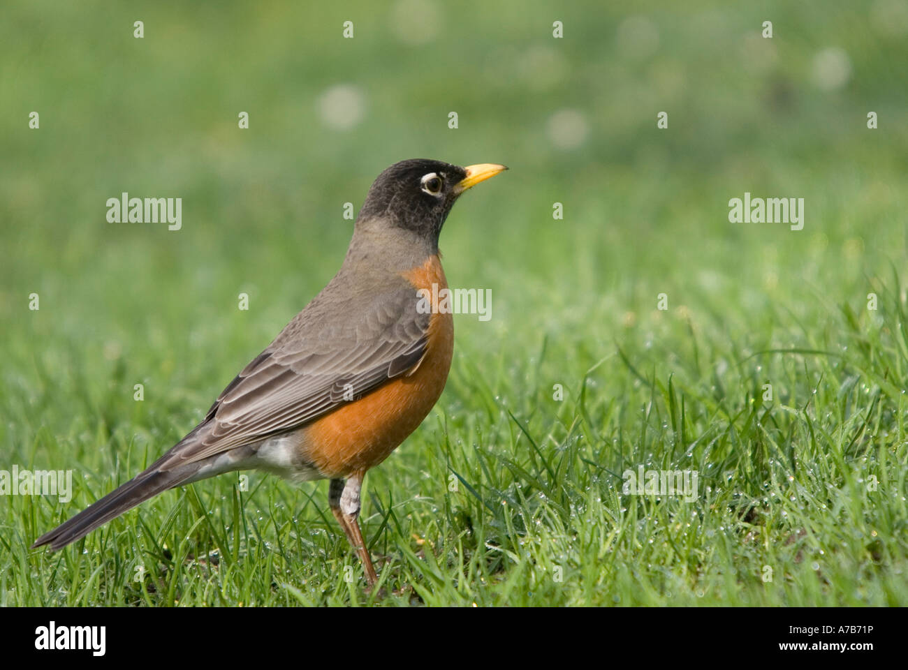 American robin, Vancouver, BC Stock Photo - Alamy