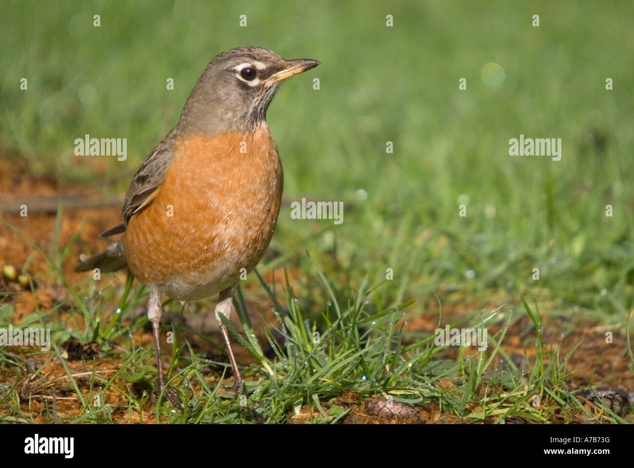 American robin, Vancouver, BC Stock Photo - Alamy
