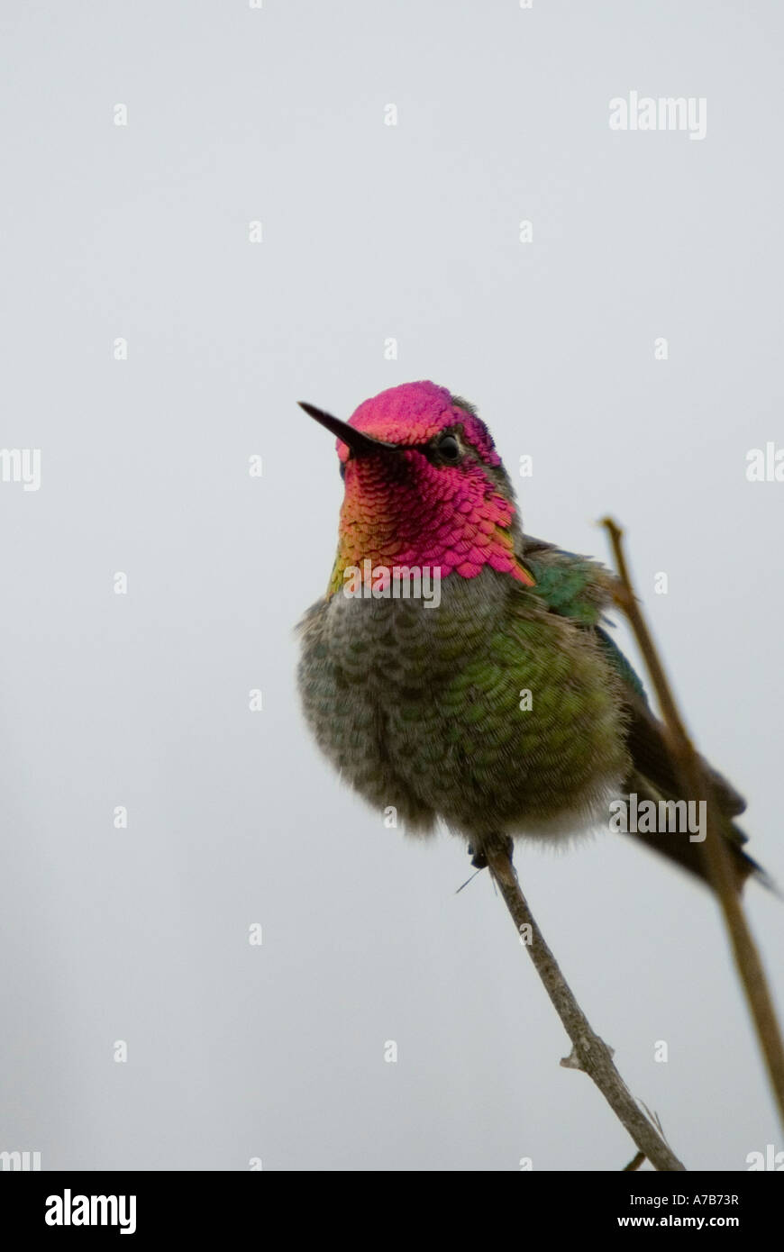 Bc hummingbird hi-res stock photography and images - Alamy
