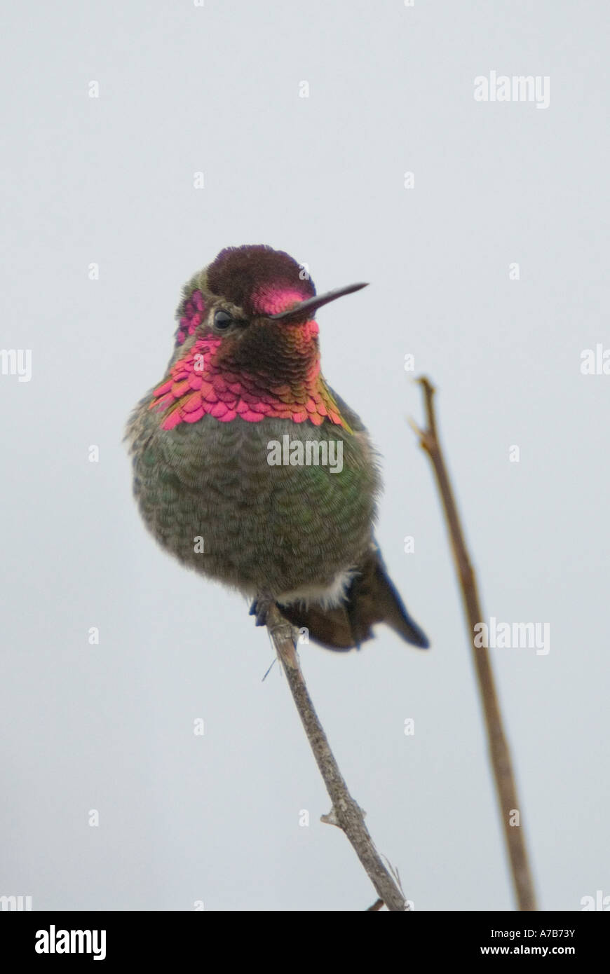 Male Anna's hummingbird, Victoria, BC, Canada Stock Photo - Alamy